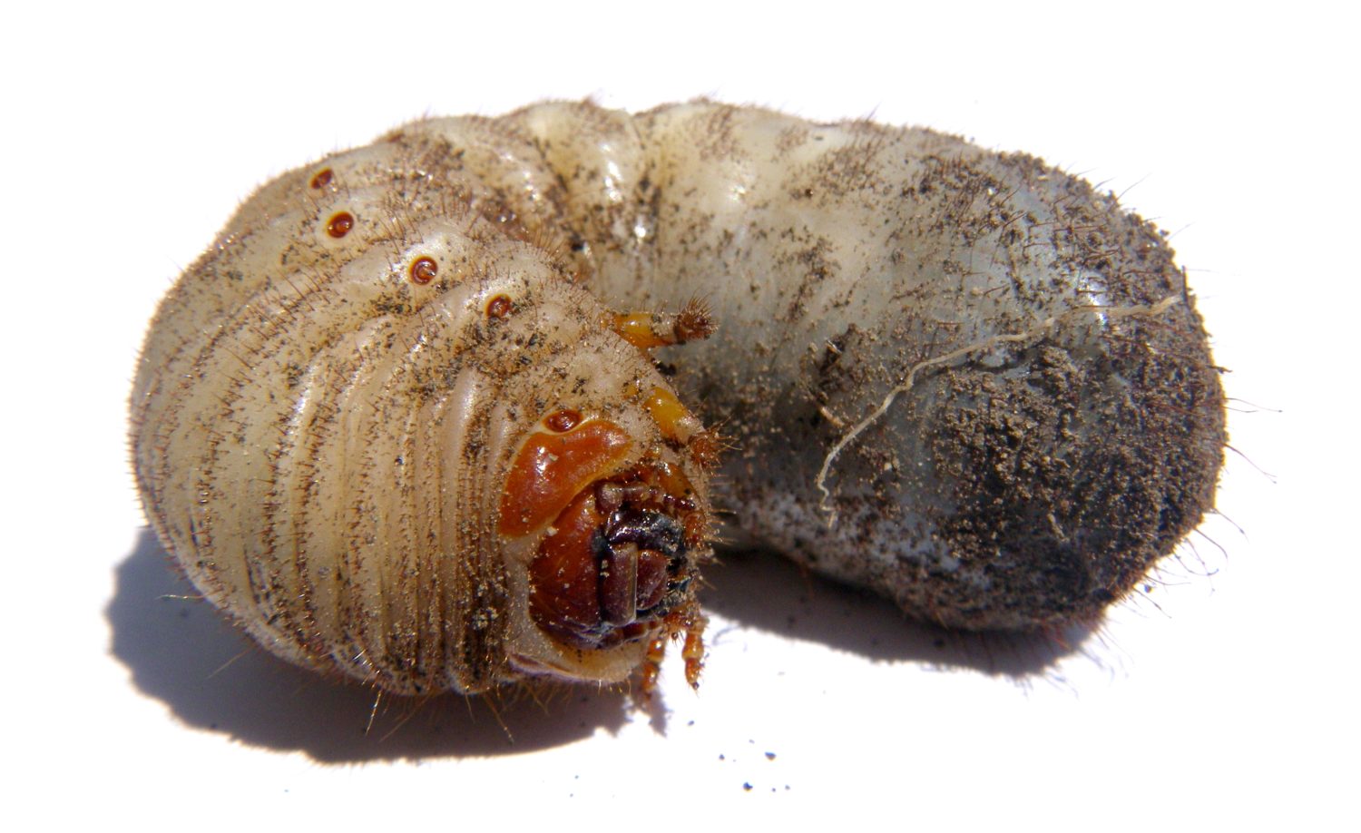 Pest Control OKC: Common Lawn Pests | The Bug Guy