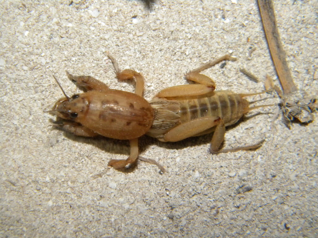 Mole_Cricket_(3856961719) | The Bug Guy